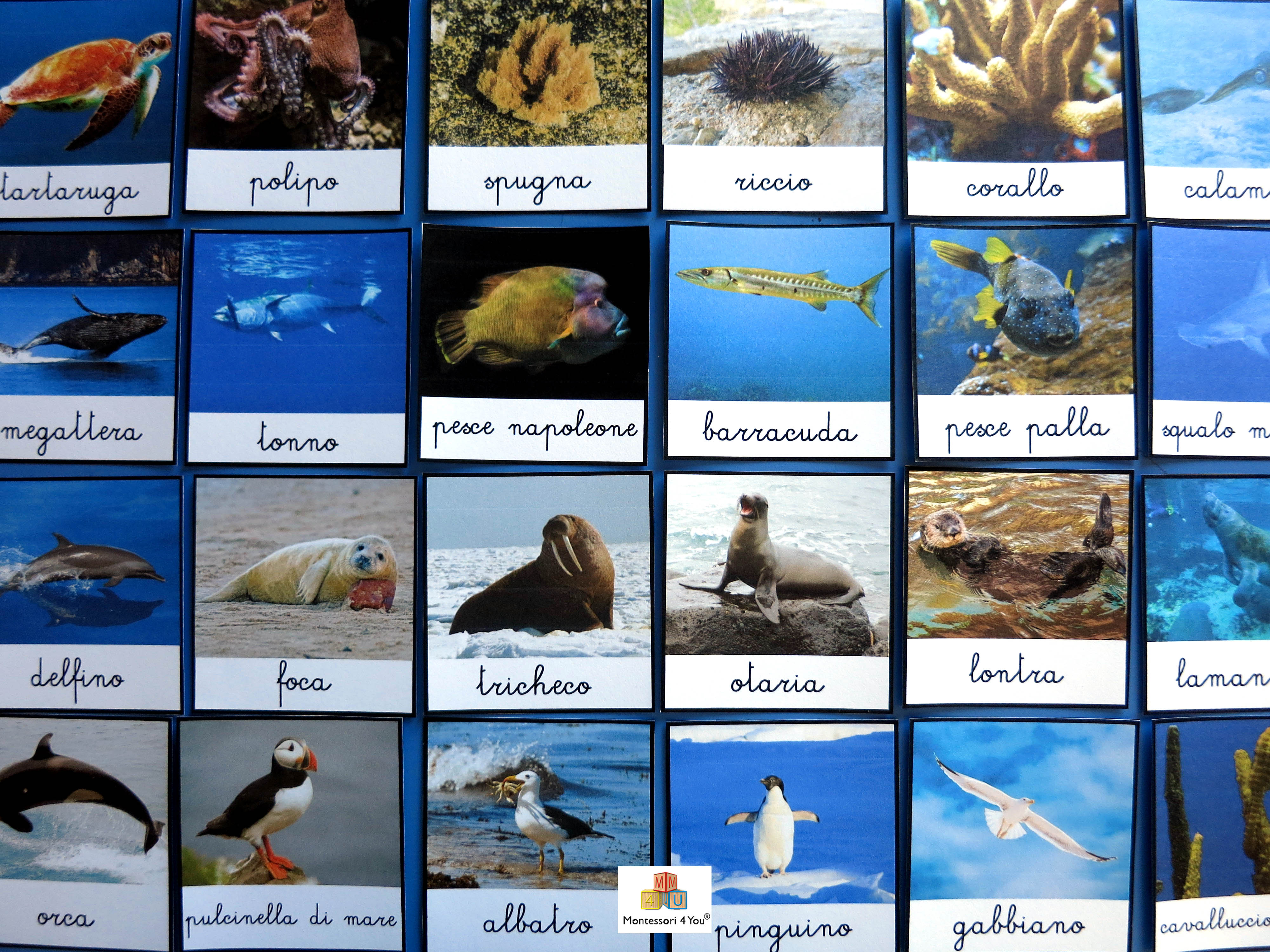 Carte delle nomenclature, gli animali dell’ambiente marino – Montessori ... Carte delle nomenclature, gli animali dell’ambiente marino – Montessori ...